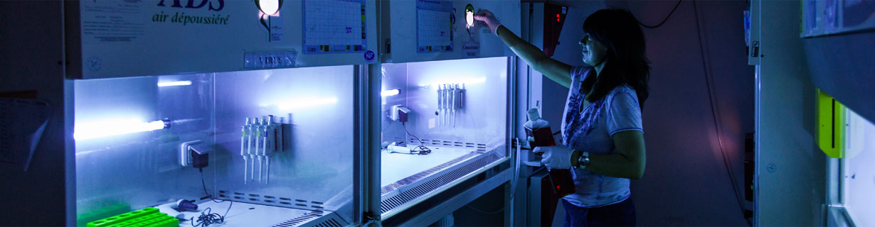 Maintenance of genome integrity during DNA replication - Igh